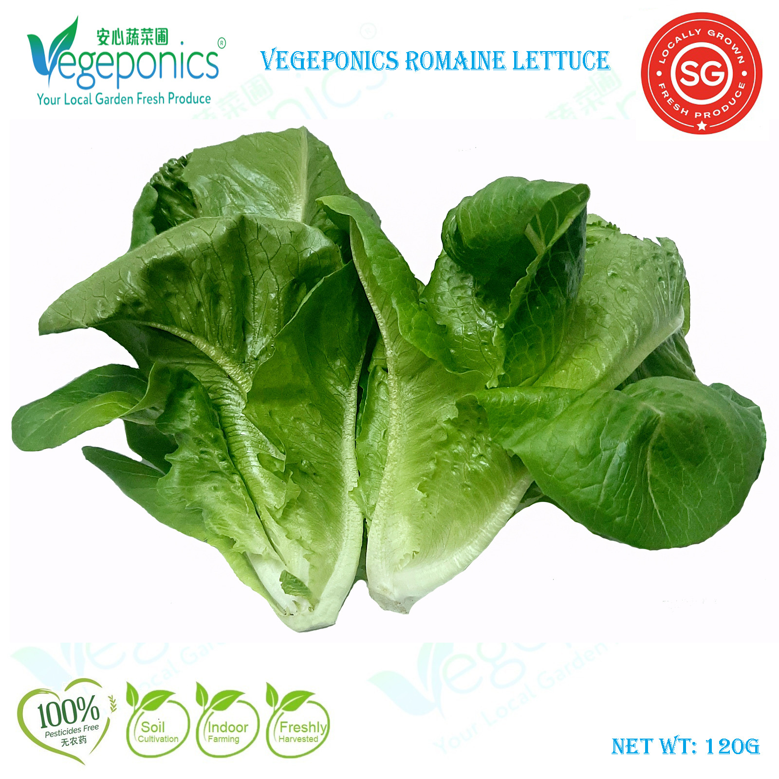 Vegeponics Pesticide - Free Romaine Lettuce | NTUC FairPrice
