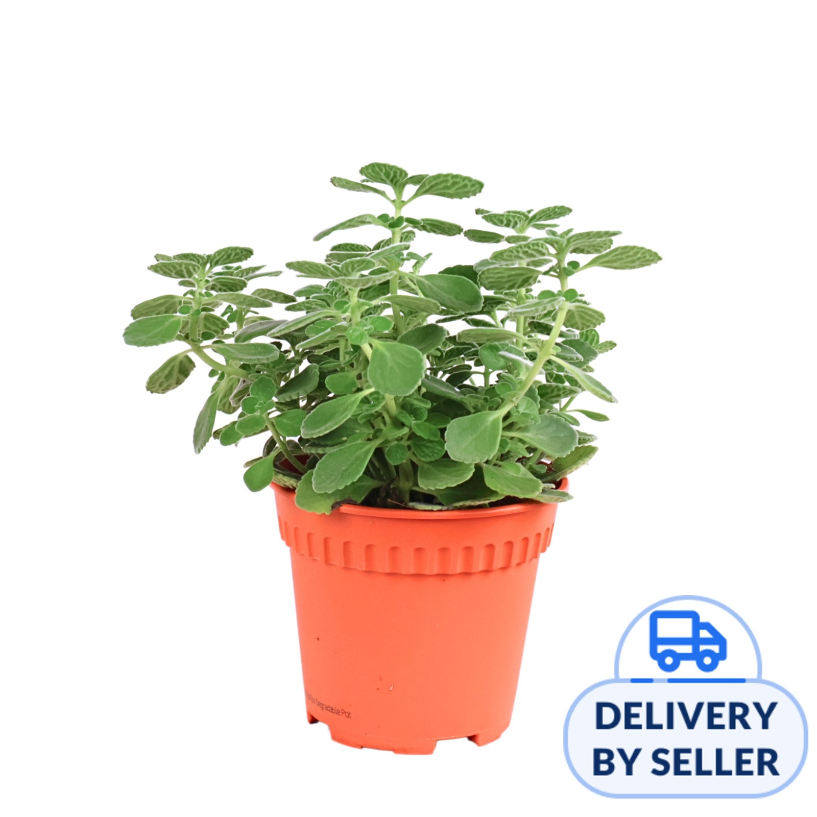 JM Flower Cuban Oregano (Mint) Herbs Plant | NTUC FairPrice