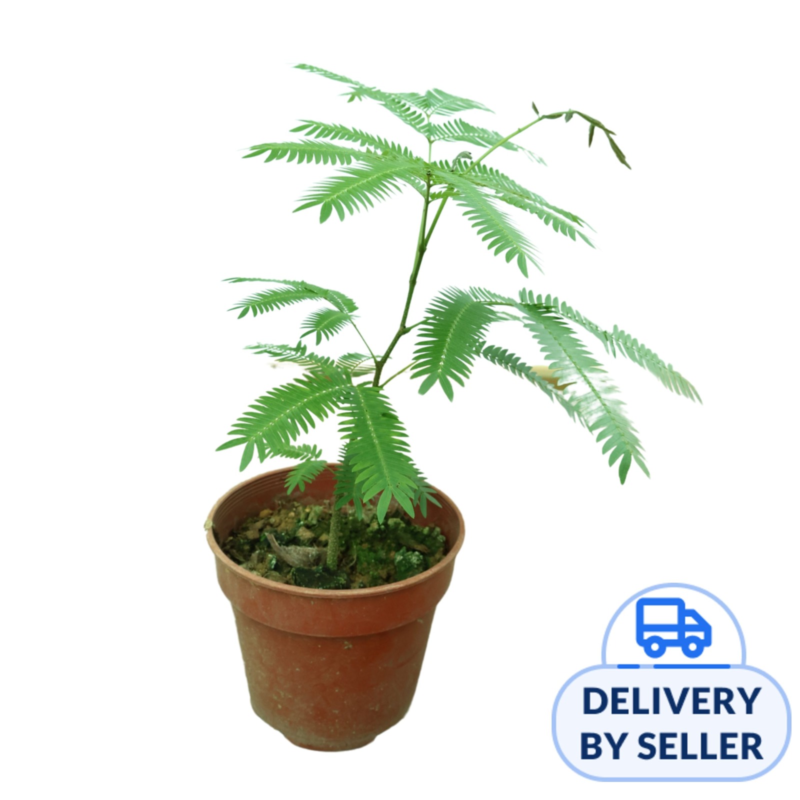 JM Flower Everfresh Plant 15cm Pot | NTUC FairPrice