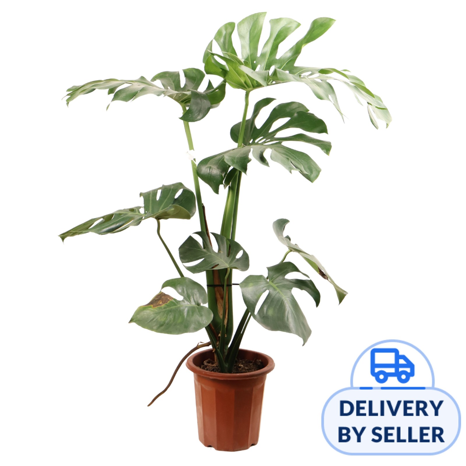 JM Flower Montstera Plant 25cm Pot | NTUC FairPrice